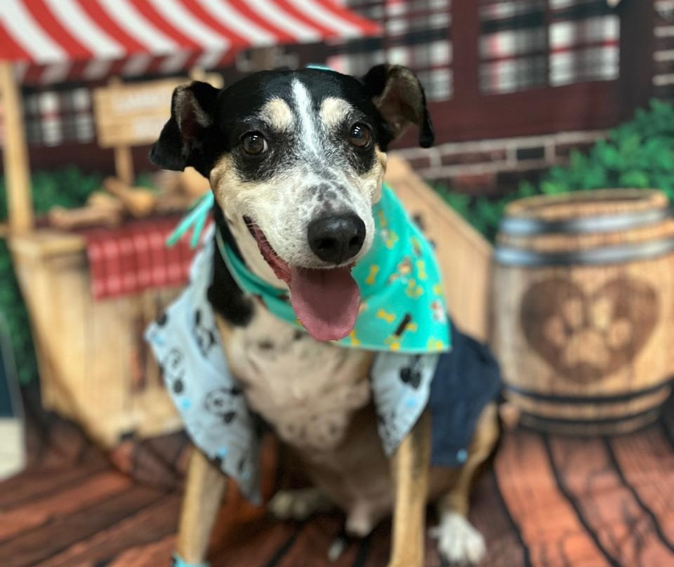 Dr. Hato promove Aurraiá em todas as unidades no próximo sábado - ABC Repórter