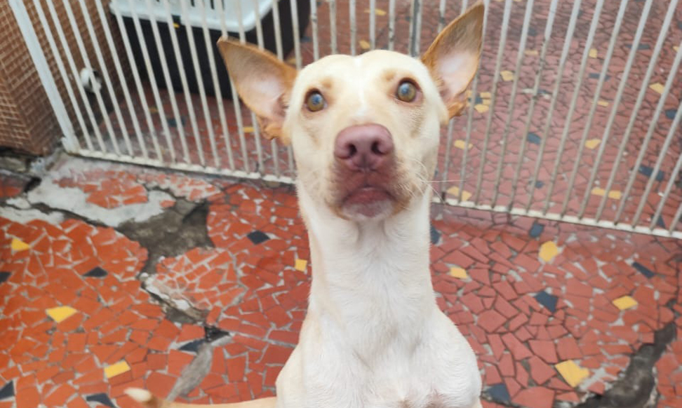 Blu Dog promove educação, saúde e bem-estar para seu pet - ABC Repórter