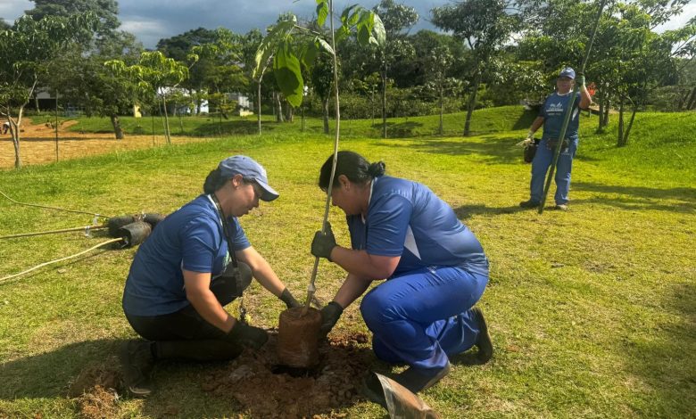 Parque Central passa por ampla revitalização e recebe plantio de 300 ...